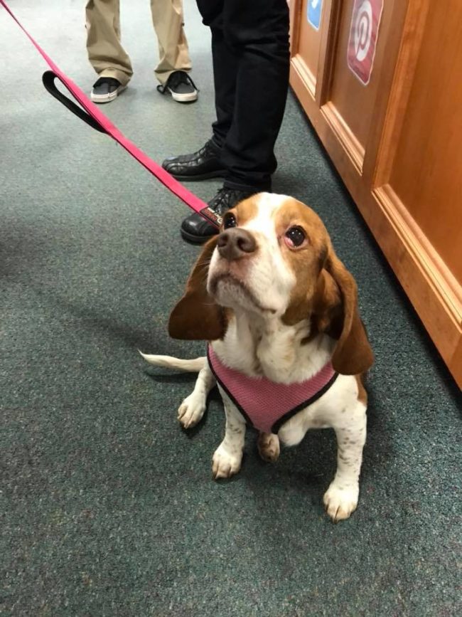 Obese Beagle Facing Euthanasia Gets Some Much-Needed Help From The SPCA ...