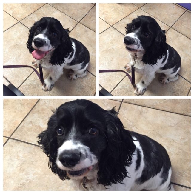 24 Disturbed Dogs That DEFINITELY Just Figured Out They’re Going To The ...