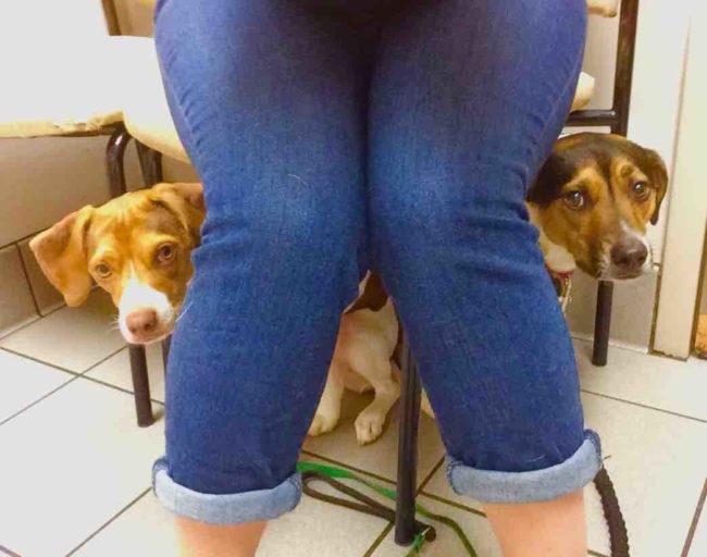 24 Disturbed Dogs That DEFINITELY Just Figured Out They’re Going To The ...