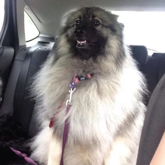 24 Disturbed Dogs That DEFINITELY Just Figured Out They’re Going To The ...
