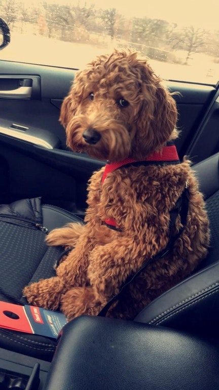 24 Disturbed Dogs That DEFINITELY Just Figured Out They’re Going To The ...