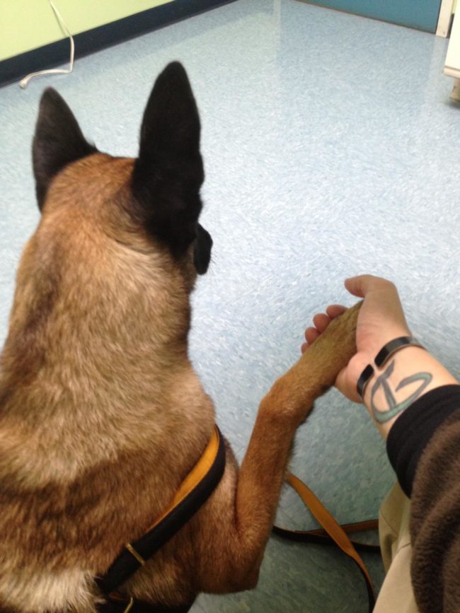 24 Disturbed Dogs That DEFINITELY Just Figured Out They’re Going To The ...