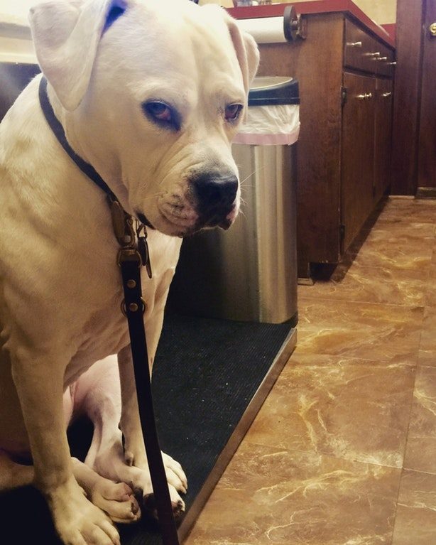 24 Disturbed Dogs That DEFINITELY Just Figured Out They’re Going To The ...