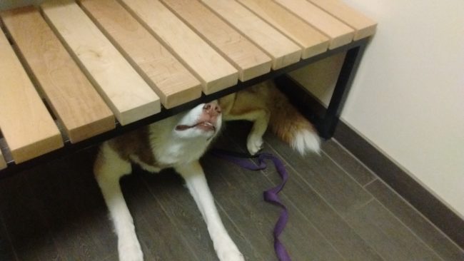 24 Disturbed Dogs That DEFINITELY Just Figured Out They’re Going To The ...