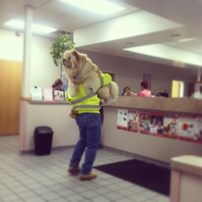 24 Disturbed Dogs That DEFINITELY Just Figured Out They’re Going To The ...