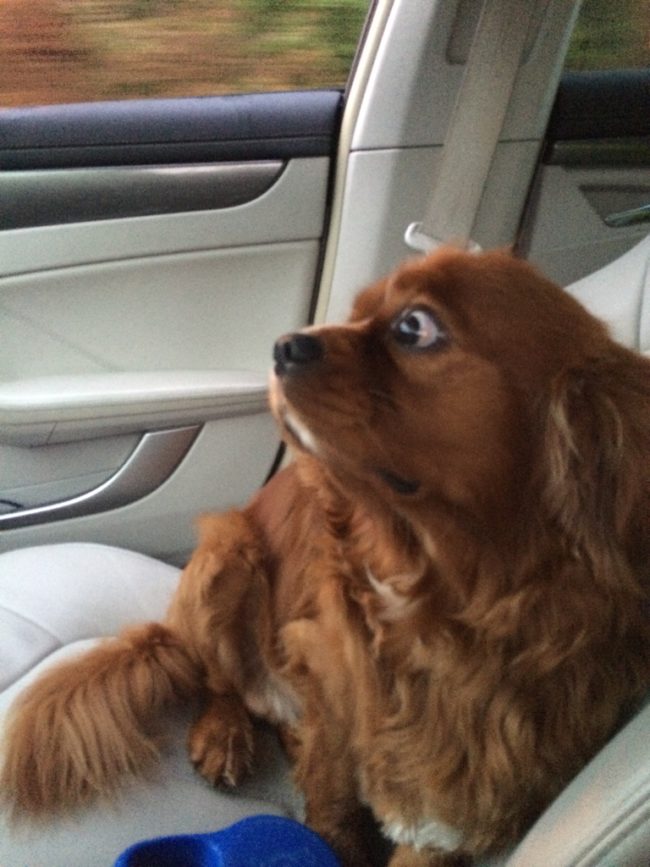 24 Disturbed Dogs That DEFINITELY Just Figured Out They’re Going To The ...
