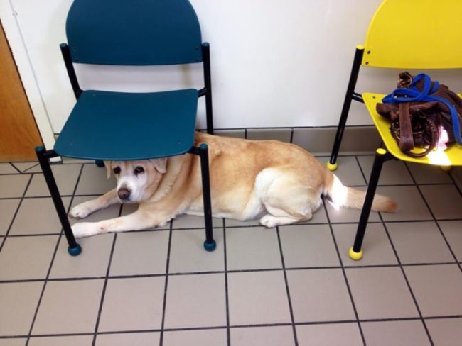 24 Disturbed Dogs That DEFINITELY Just Figured Out They’re Going To The ...