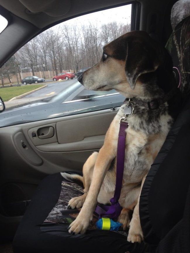 24 Disturbed Dogs That DEFINITELY Just Figured Out They’re Going To The ...