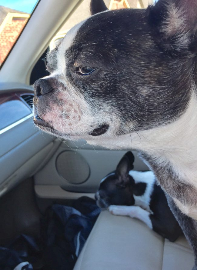 24 Disturbed Dogs That DEFINITELY Just Figured Out They’re Going To The ...