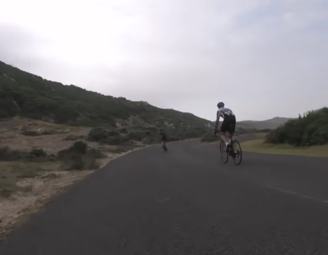 Watching An Ostrich Chase A Few Cyclists Is Honestly The Funniest Thing ...