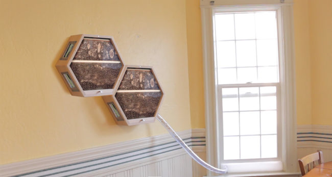 Company Tackles Tricky Ecosystem Problem By Putting Bees In People’s ...