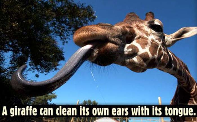 These 30 Completely Useless Facts Are Guaranteed to Make You More ...